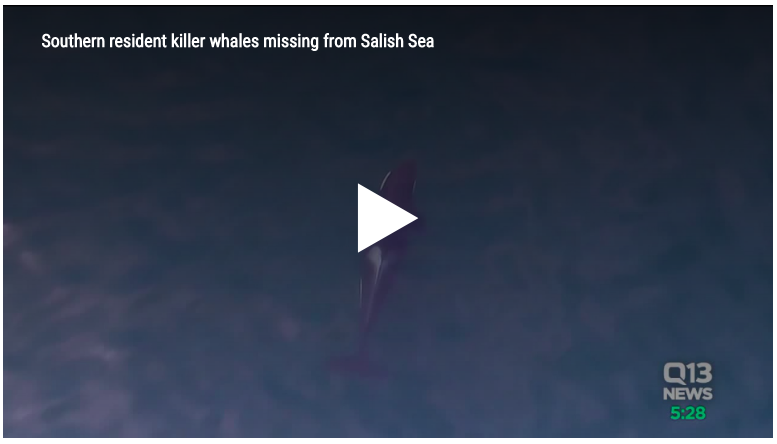 Q13 News: Southern Resident killer whales missing from the Salish Sea ...